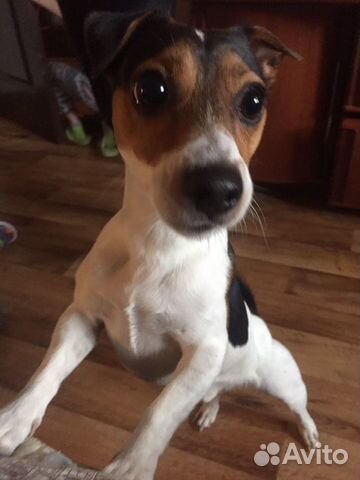 Джек Рассел терьер,найден