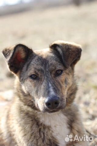 Тигровая собачка ищет дом и добрые руки