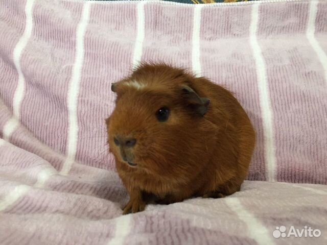 Морская свинка крестед мальчик