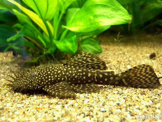 Сом Анциструс отдам