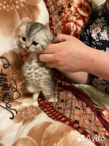 Шотландские вислоухие котята