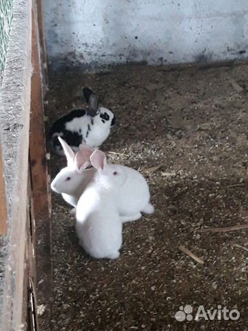 Кролики-бабочка
