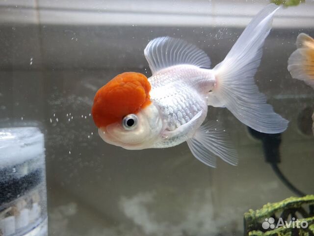 Икра оранды красной шапочки