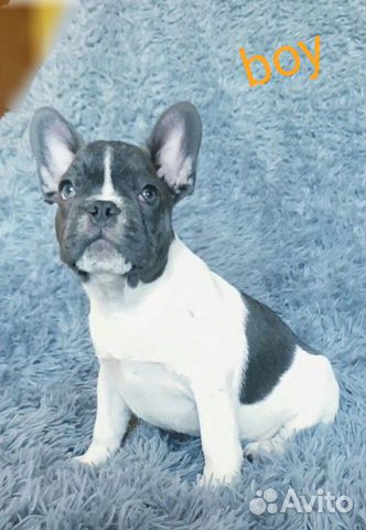 Французский бульдог