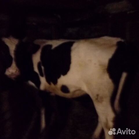 Продам телку