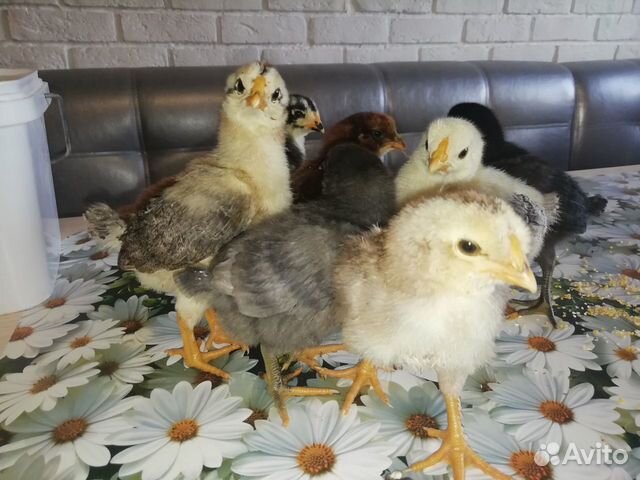 Яйцо инкубационное