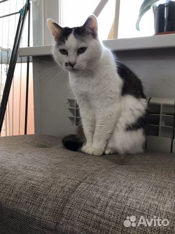 Кошка в добрые руки