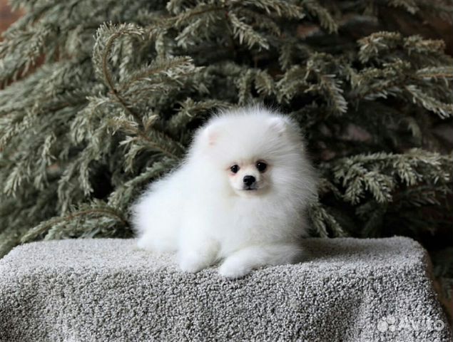 Красивые кремовые мальчик и девочка