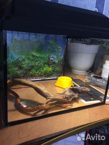 Маисовый полос+террариум с термо-ковриком