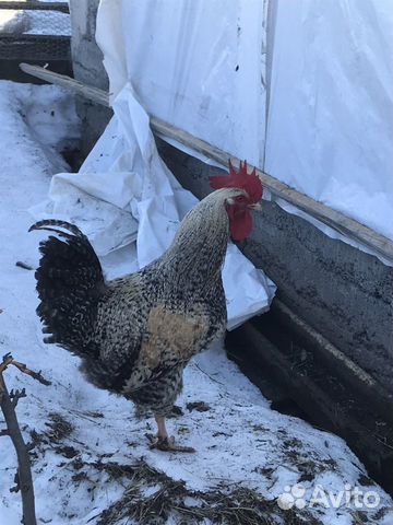 Продам петухов