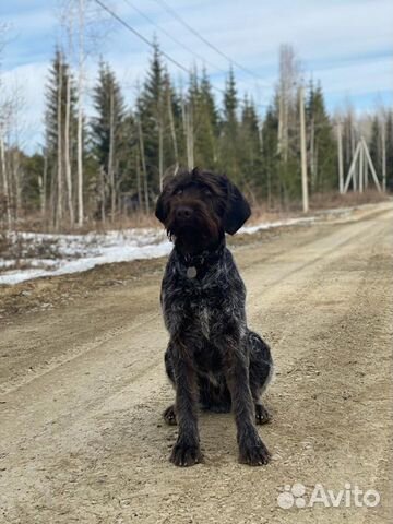 Дратхаар 8 месяцев кобель
