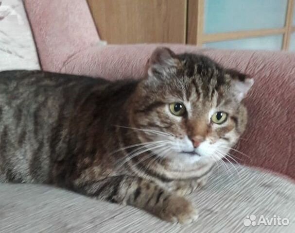 Котик Хоттабыч