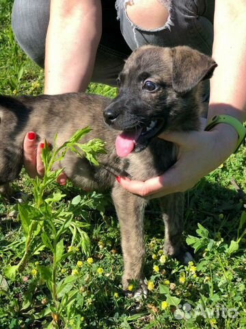 Щенок мини "Стафф"