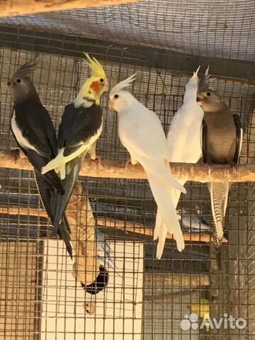 Продам попугаев карелл