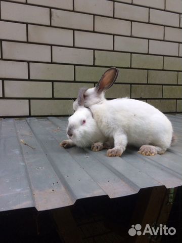 Продаю крольчат