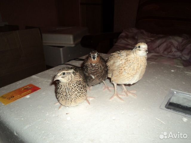 Перепела, клетки