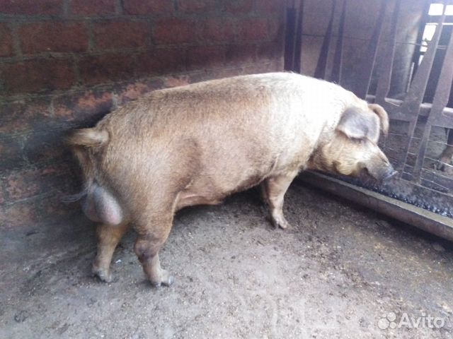 Хряк на племя