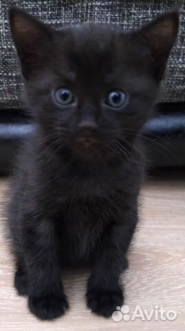 Котята ждут своего хозяина