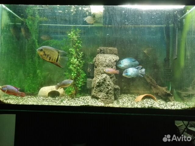 Неоновые нанакары