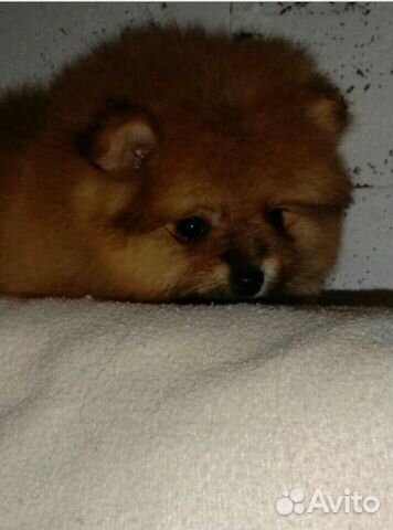 Шпицуля Померашка