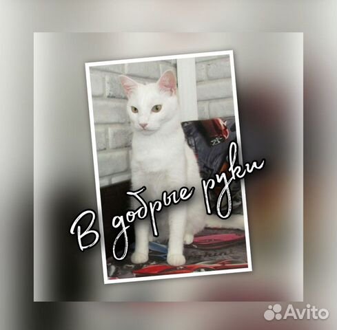 Май в поисках дома