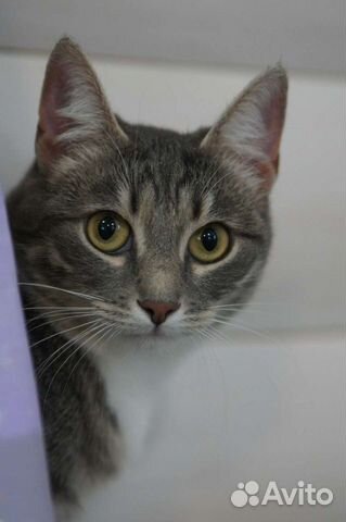 Молодая девочка кошка очень ласковая