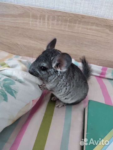 Шиншилла 2месяца девочка