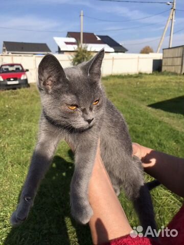 Шикарная кошечка ищет дом