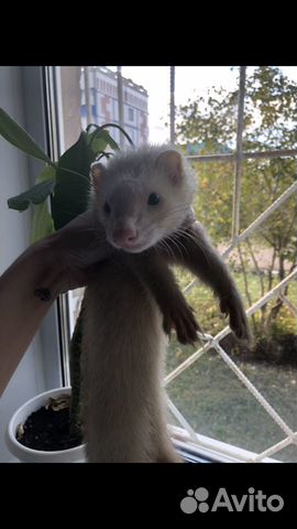 Хорек 5 месяцев
