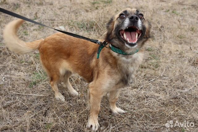 Джеси ищет дом