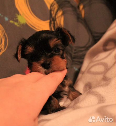 Йоркширчики