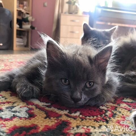 Котята