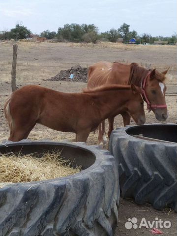 Кобыла с лошонком