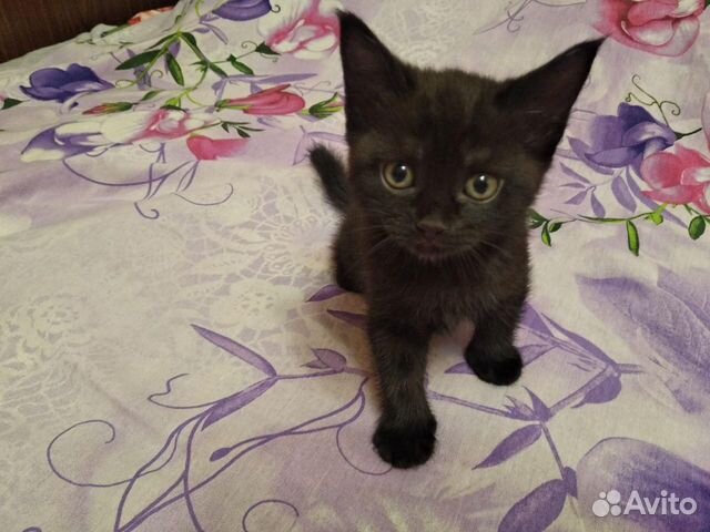 Очаровательная кошечка