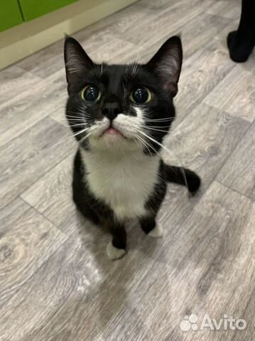 Котик ищет дом