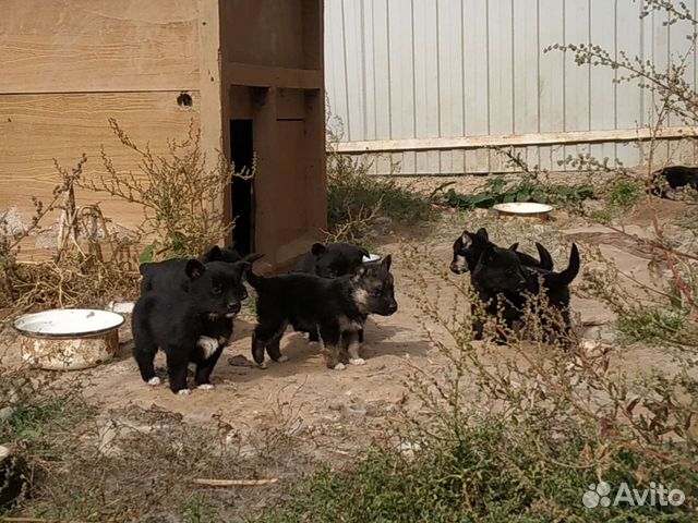 Щенки полухаски