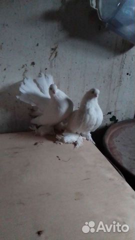 Голуби сибирские статные