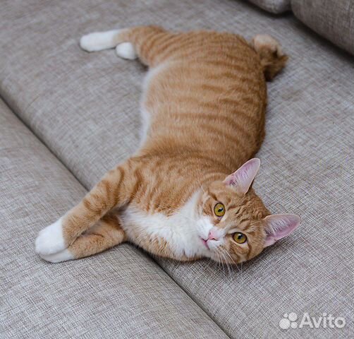 Снежинка - супер кошка ищет дом