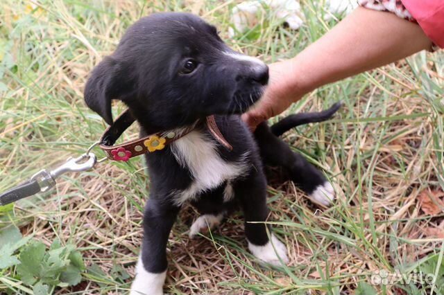 Селена ищет дом. Будет небольшой