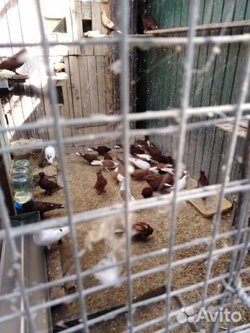 Краснодарские бойные голуби