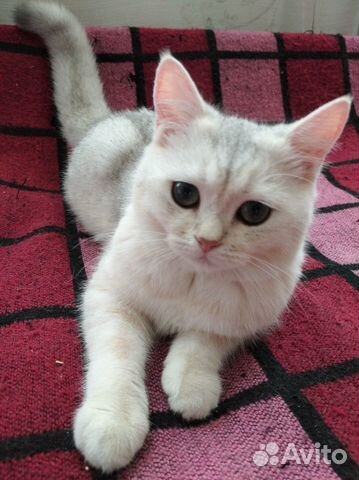 Британский котёнок