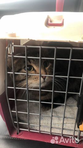 Очаровательны котик