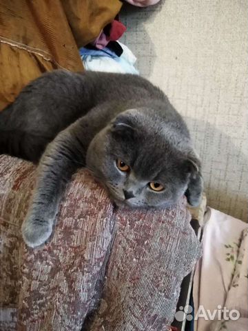 Вязка Британский кот