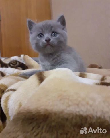 Отдам крошку добрые ручки