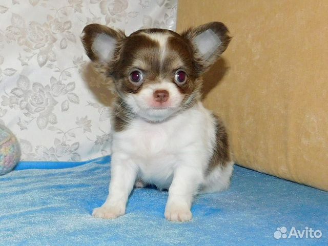 Лили- девочка чихуахуа, стандарт