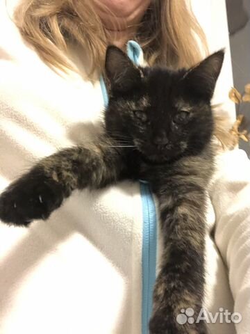 Отдадим котенка