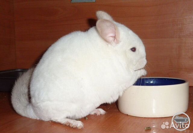 Шиншилла, самец, бело-розовый