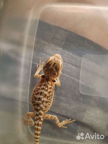 Бородатая Агама