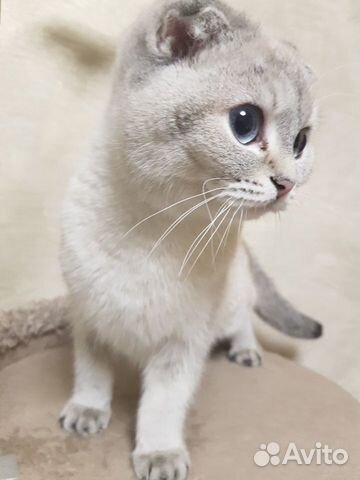 Голубоглазая кошечка