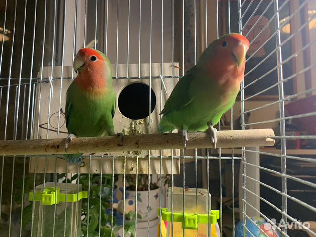 Продам попугай неразлучник